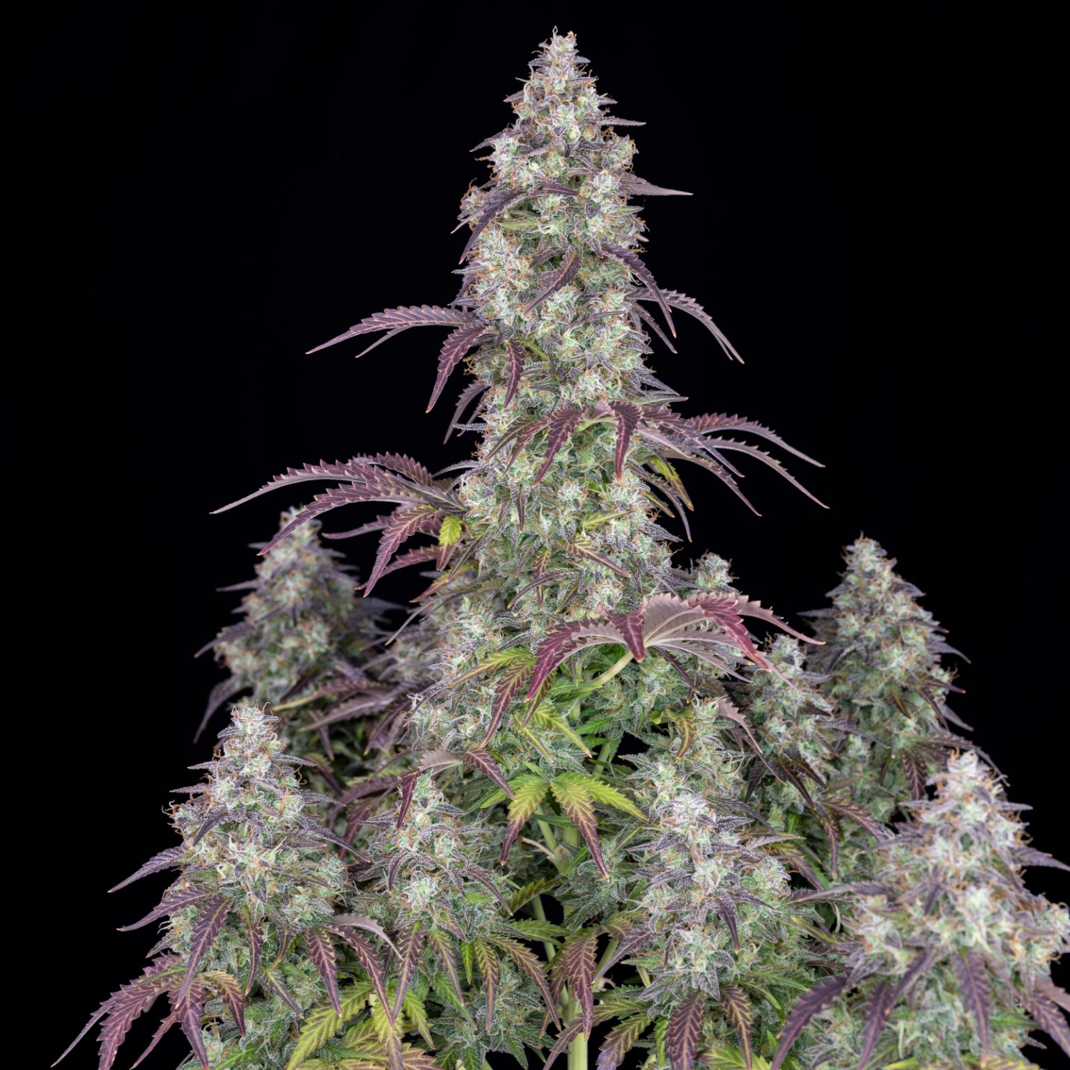 Automatica: Lemon Pie Fast buds (x1) - Semillas del Huaso