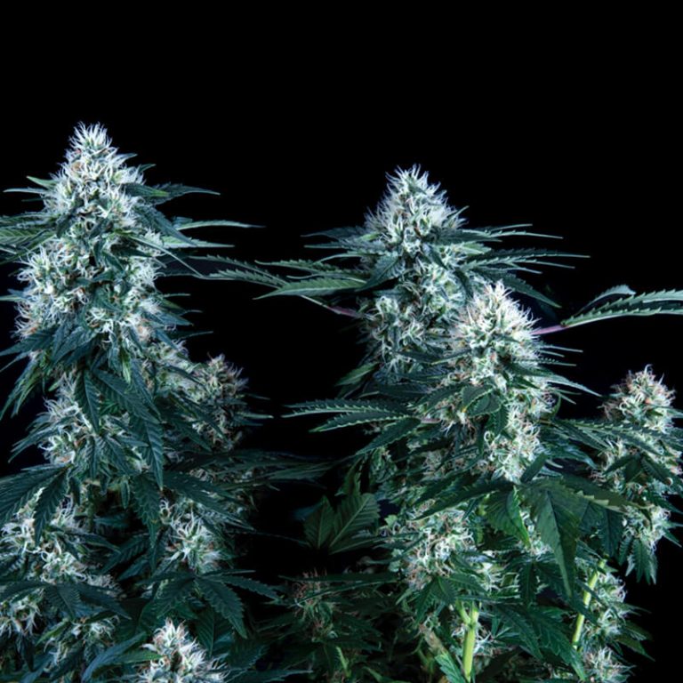 Floración rápida: Critical Plus Fast - Trikoma Seeds - SDH