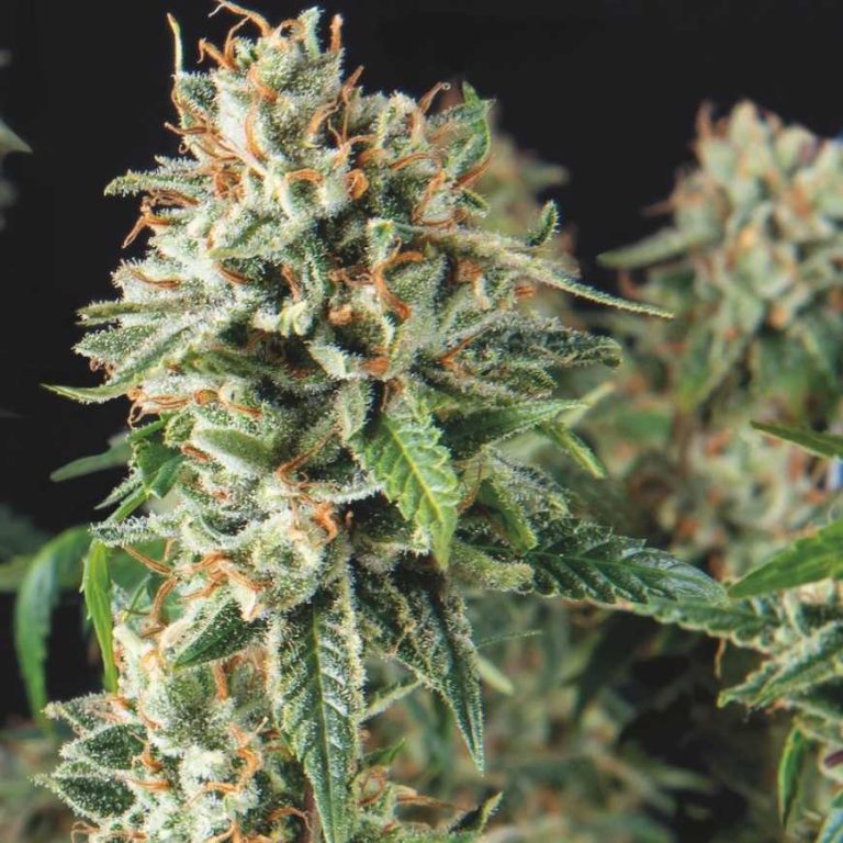 Flora rápida: Super og kush fast - Pyramid seeds - SDH