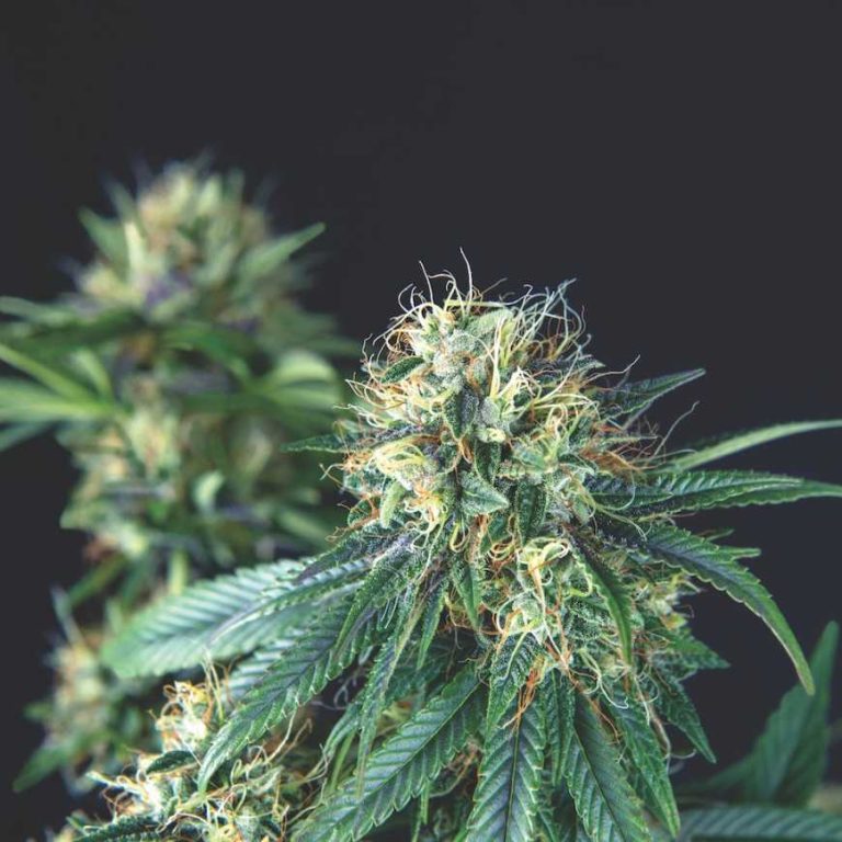 Regulares: Tutankhamon Regular - Pyramid Seeds - SDH